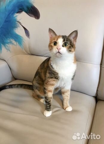 Кошка Джуля в добрые руки, в дар