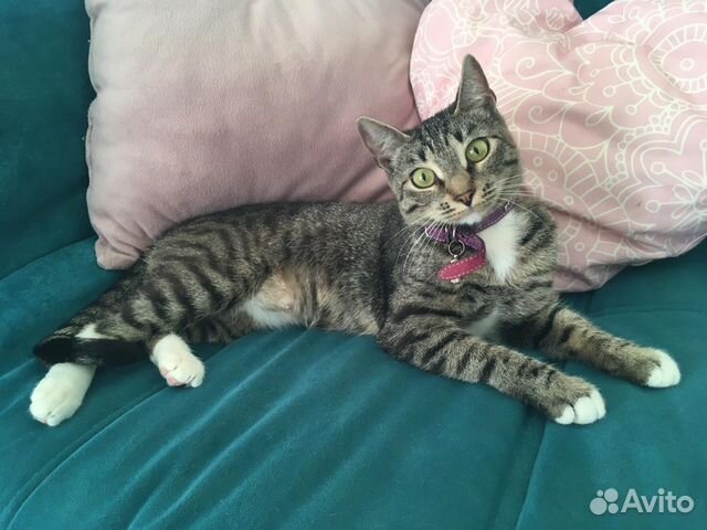 Спасённая чудо кошка Жужа