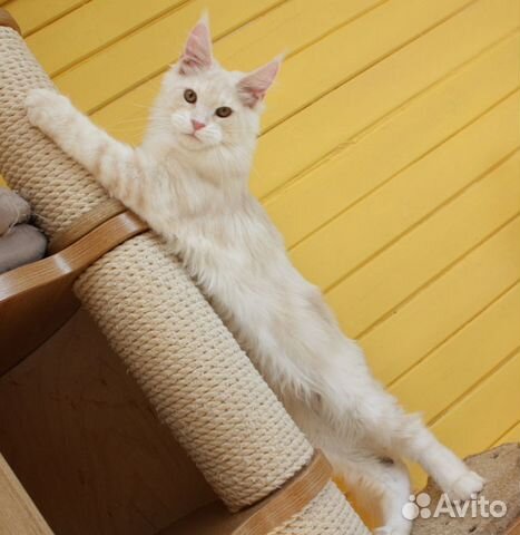Котик Веттино красный серебряный мрамор