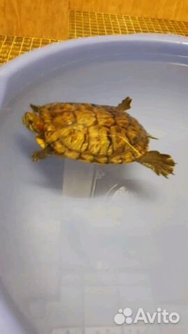 Водная красноухая черепашка