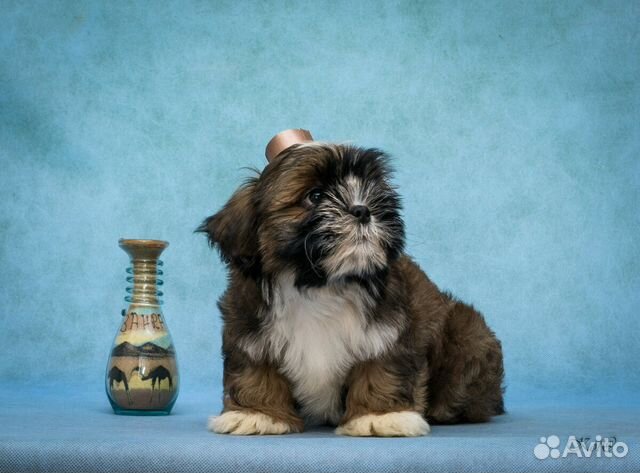 Очаровашка-милашка