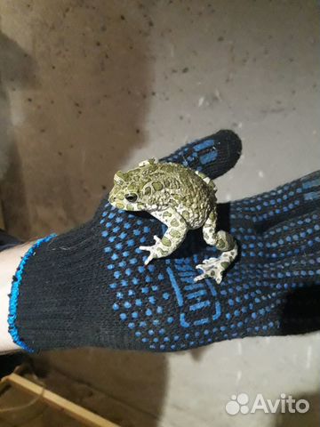 Зелёная жаба