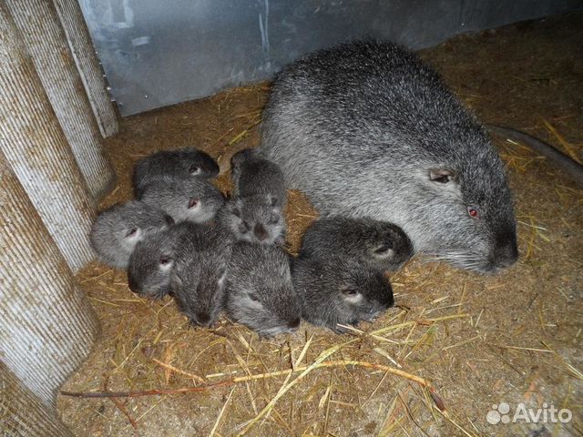 Продам Нутрий,кроликов
