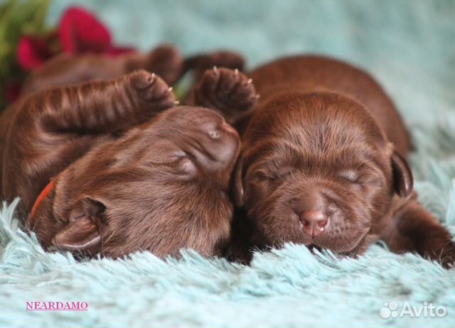 Шоколадные батончики