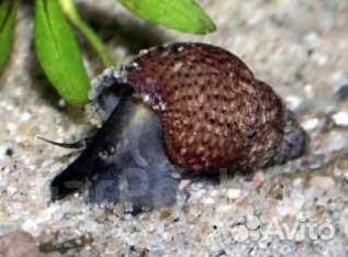 Улитка гранифера