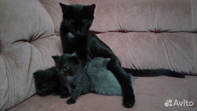 Котята от домашней кошки