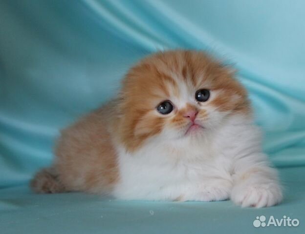 Хайленд фолд рыжий мальчик