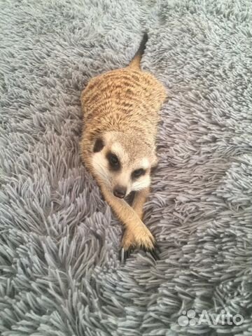 Сурикат (вязка), г. Пермь