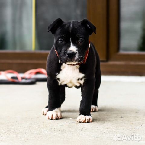 Щенок питбультерьера питбуля