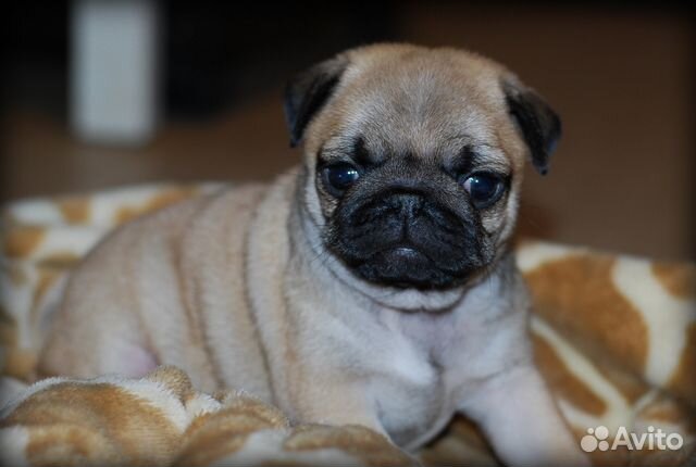 Мальчик мопсенок