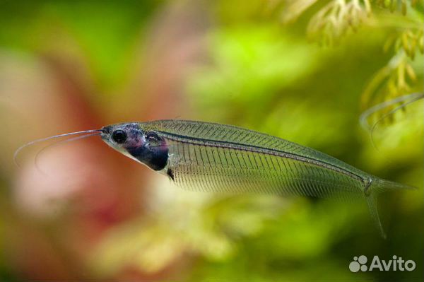 Стеклянные сомы