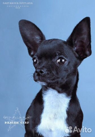 Девочка Чих