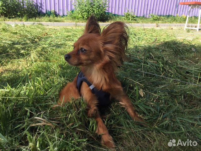 Вязка, кобель длинношёрстого русского тоя