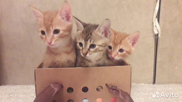 Котята ищут хозяев, им есть повод волноваться