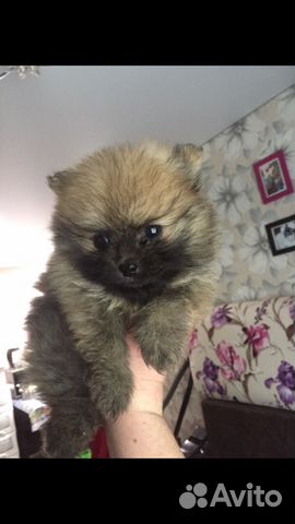 Шпиц померанский