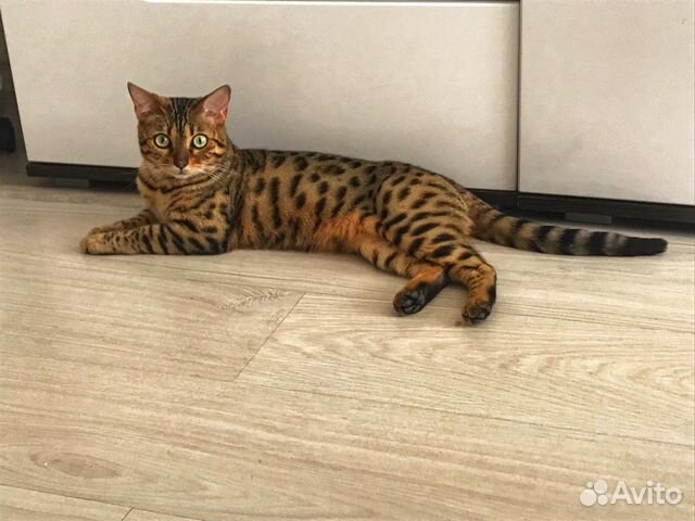 Бенгальская