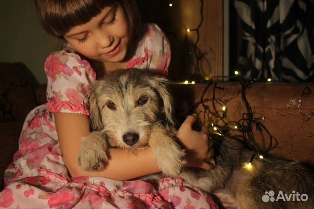 Собачка как плюшевая игрушка- в добрые руки