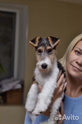 Щенок жесткошёрстного фокстерьера