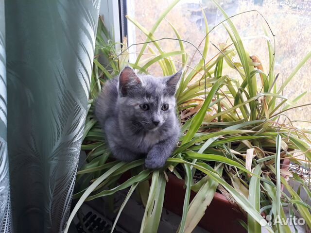 Котенок - Венди, спокойная, игривая красавица