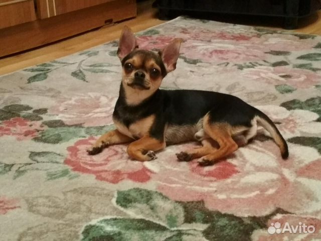 Чишка-мальчишка. Вязка