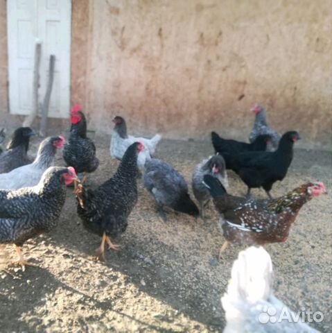 Куры Петухи