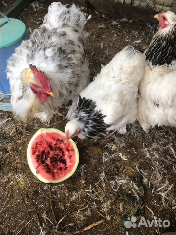 Продаются Куры и петухи породы Брама, кохи орпингт