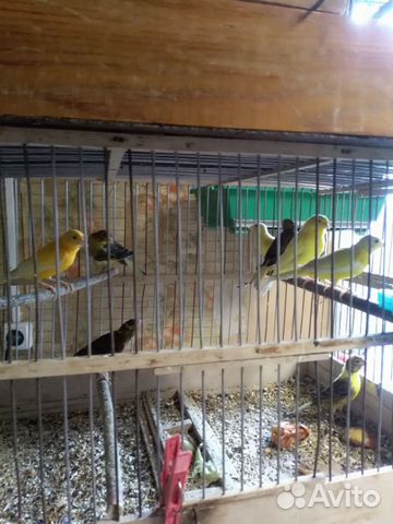 Продам Кенор