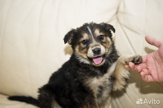 Пушистик в дар