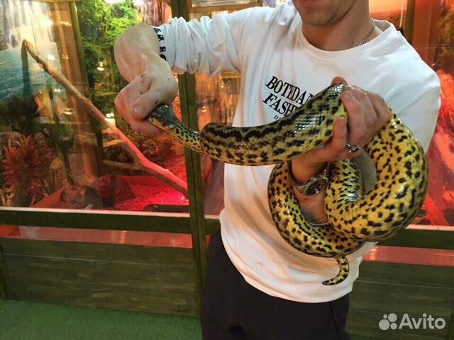 Парагвайская анаконда