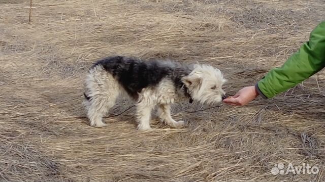 Возьмите в хорошие руки