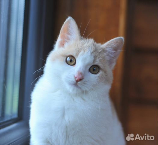 Очаровательная Дина ищет дом, котята в дар