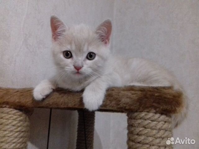 Котик ищет добрую семью