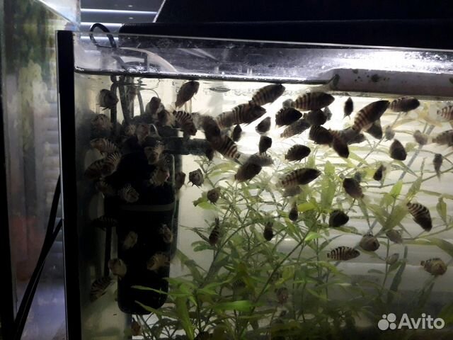 Цыхлиды чёрнополосые