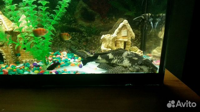 Парчевый сом птеригоплихт