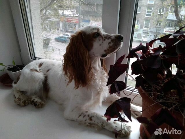 Вязка русский спаниель