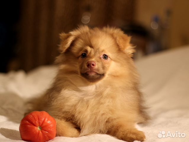 Великолепный щенок померанского шпица