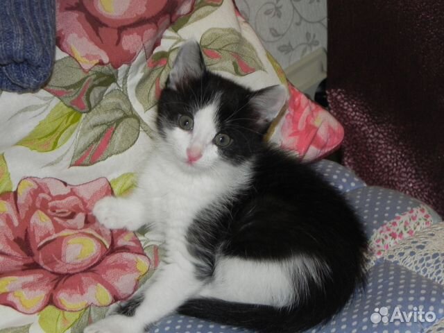 Две сестрички -очаровашки ищут свой дом