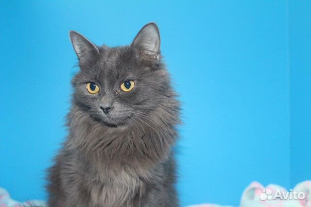 Котик нибелунг