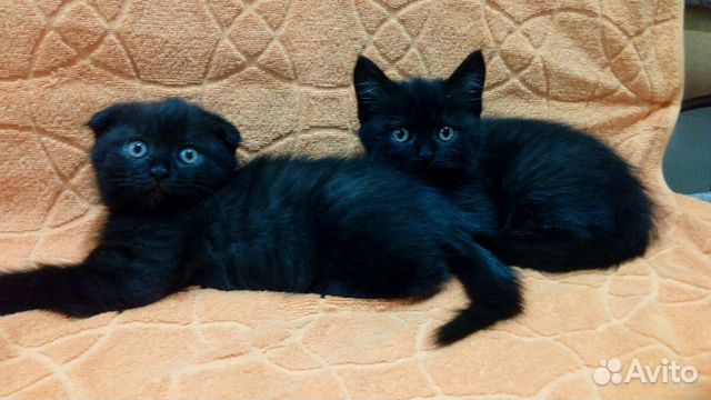 Шотландская кошечка в добрые руки