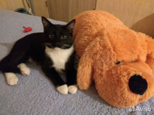 Котик Енисей