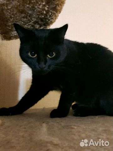Ласковая ручная кошка Марго 1год,стерильна,привита
