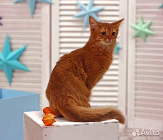Сомалийский котенок, девочка