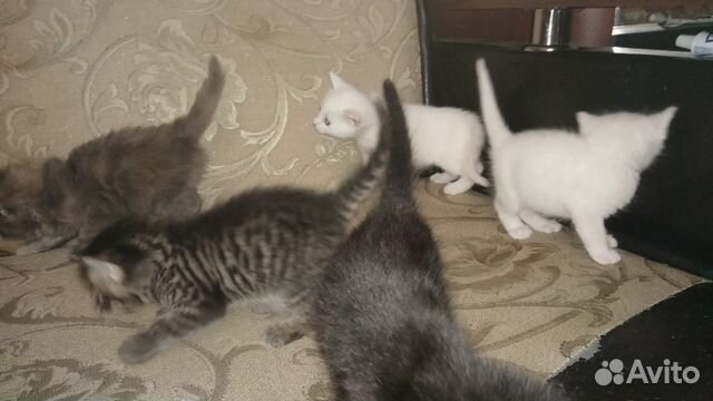 Котята 1 мес