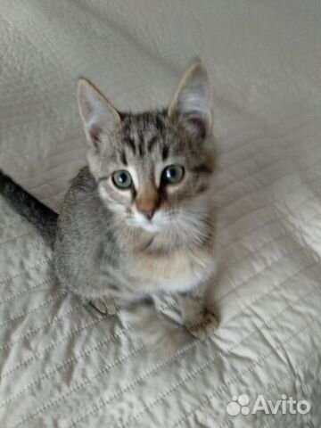 Плюшевая, очень хорошая девочка в любящие руки