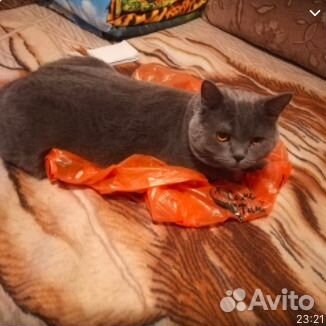 Отдам даром кота Тошку в добрые руки