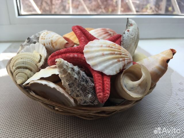 Набор морской (раковины, ракушки, морская звезда)
