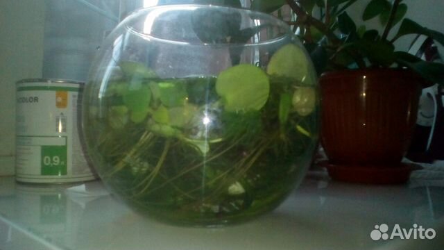 Риччия, валиснерия и другие