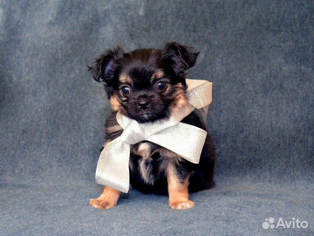 Чихуахуа щенки большой выбор