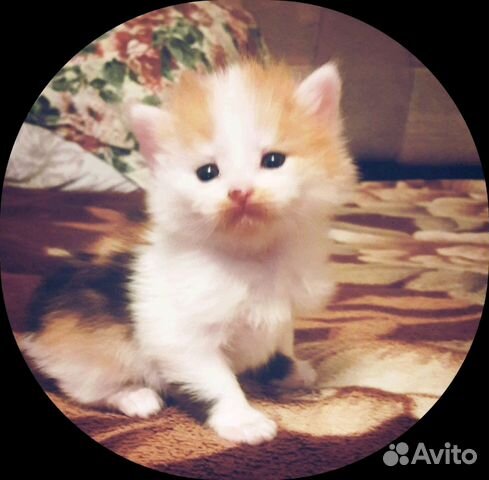 Котенок в добрые руки
