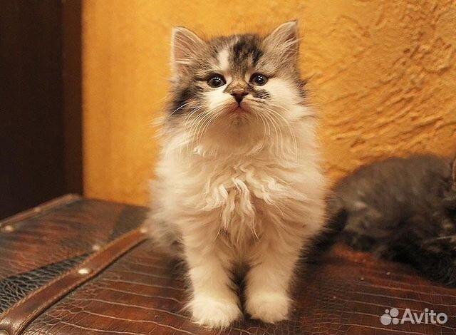 Котёнок Вафелька в добрые руки